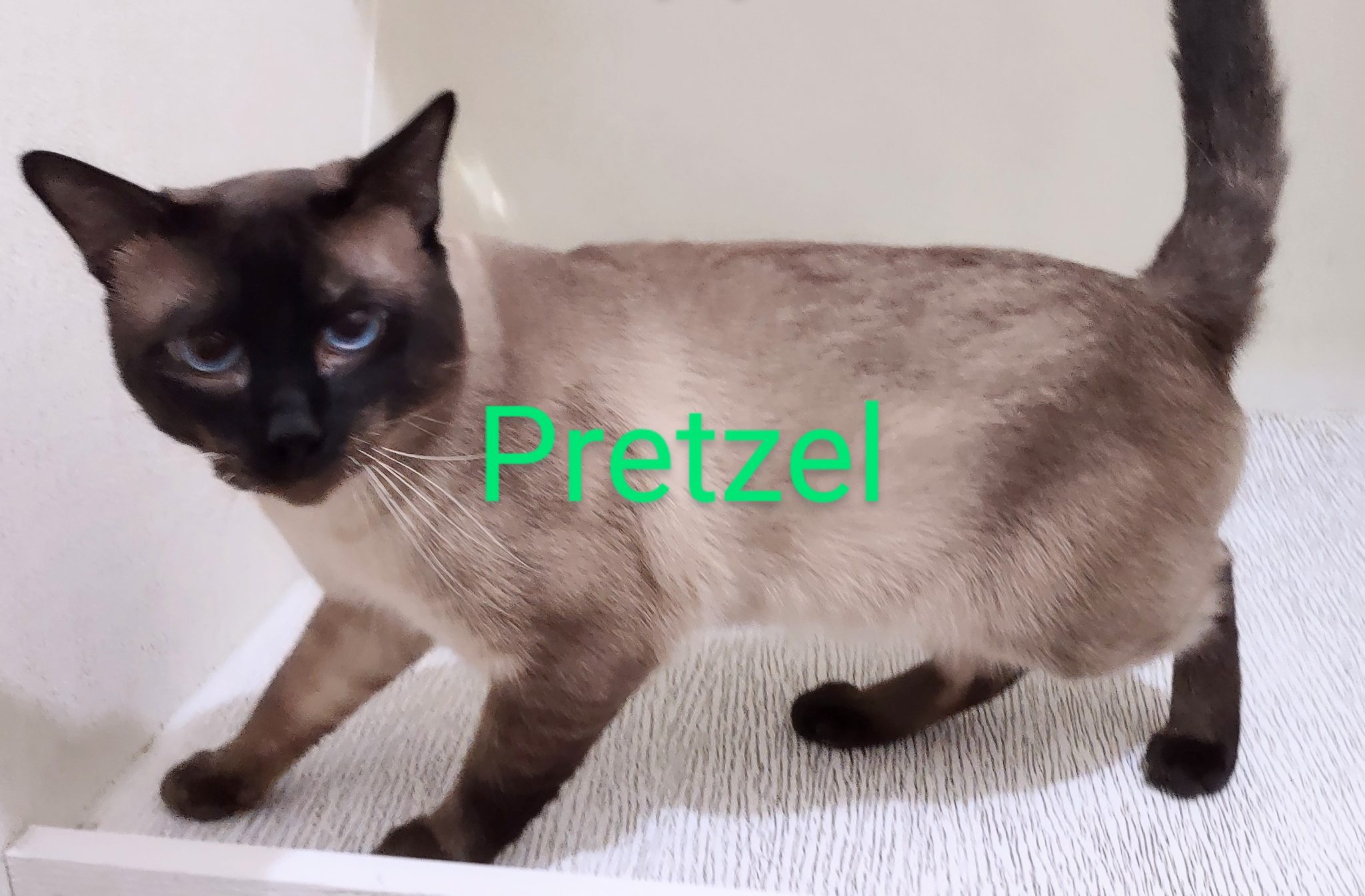 Our Breeding Cats - Country Loven Siamese Balinese