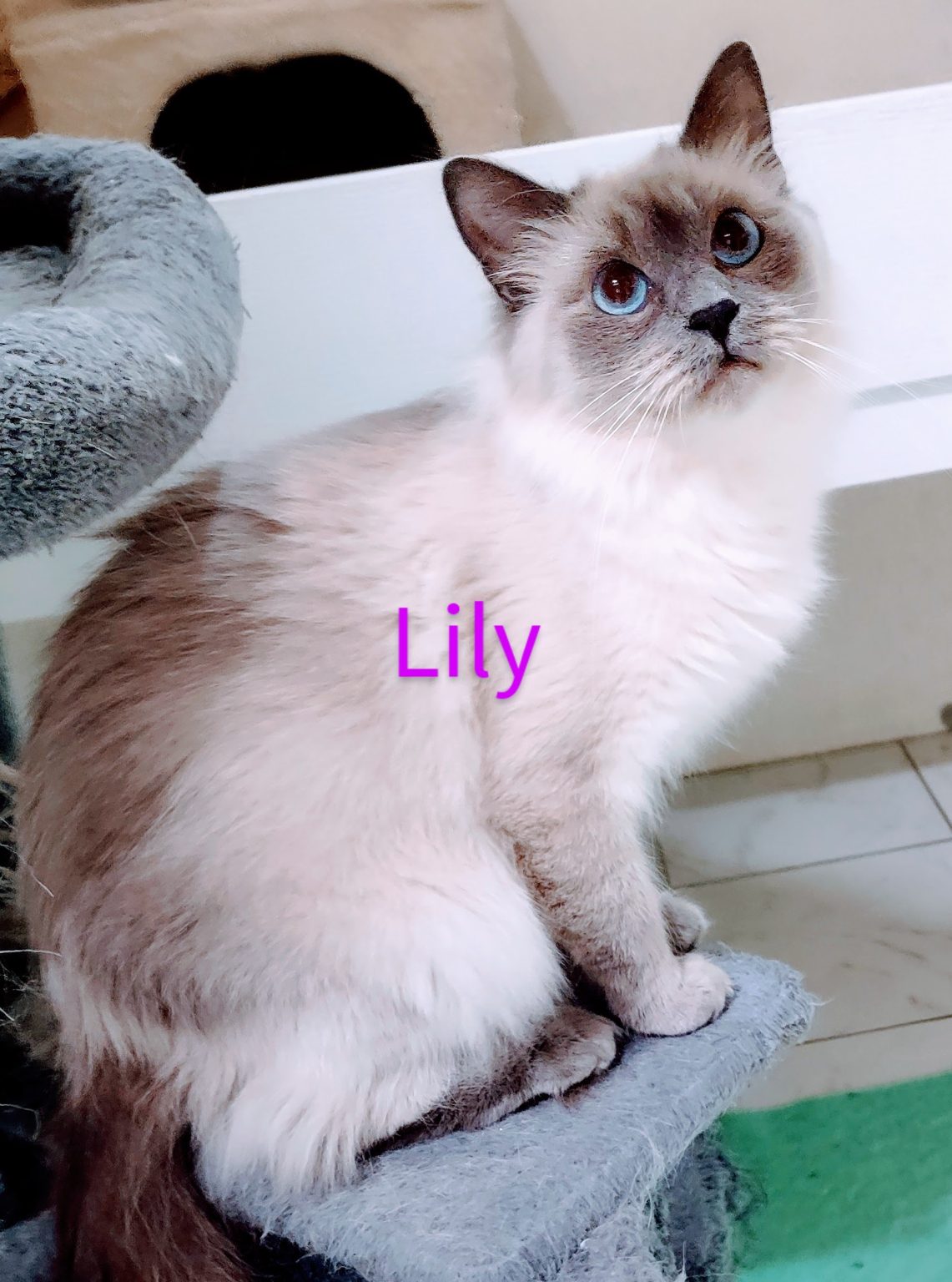 Our Breeding Cats - Country Loven Siamese Balinese