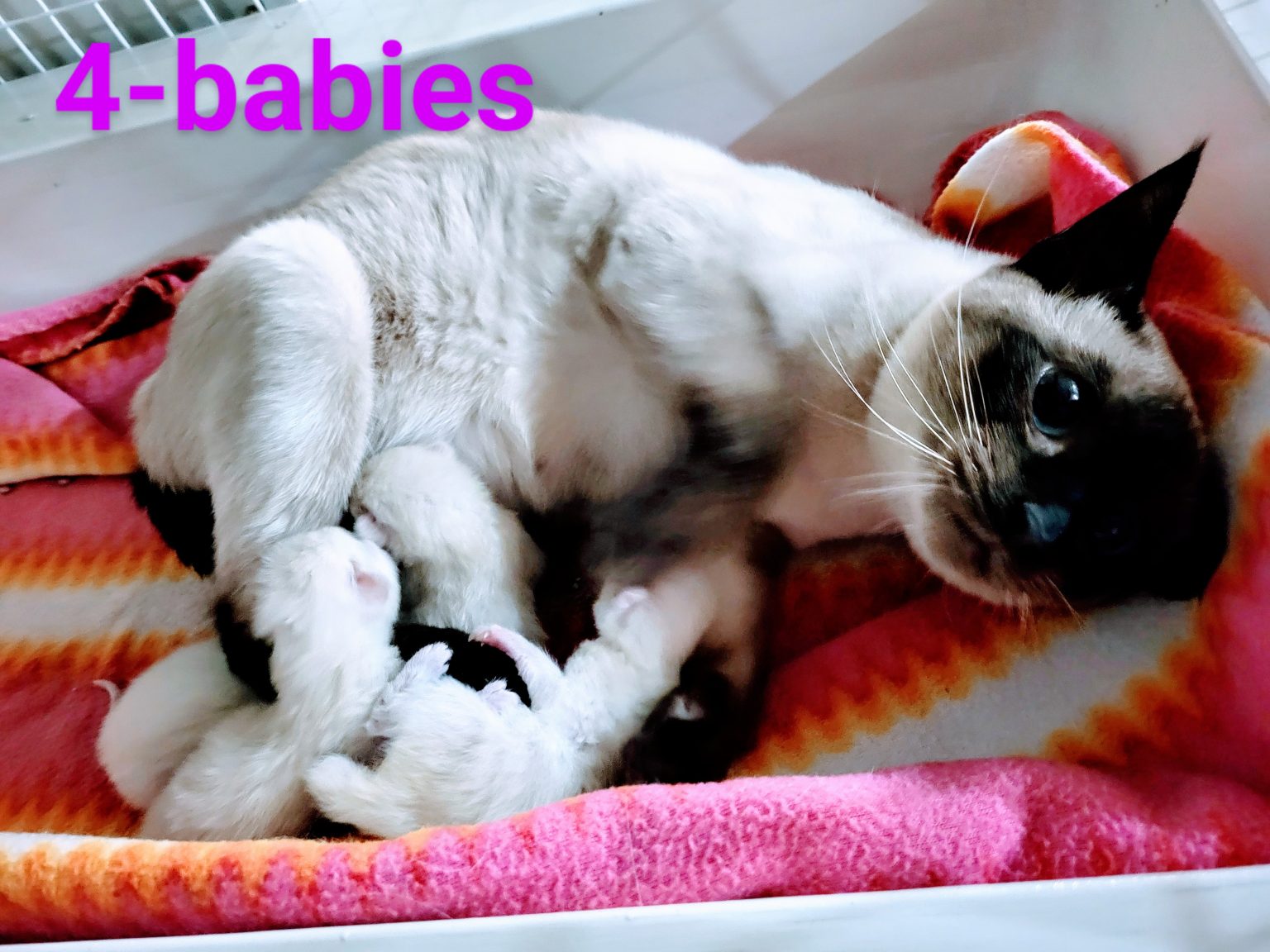 Our Kittens - Country Loven Siamese Balinese