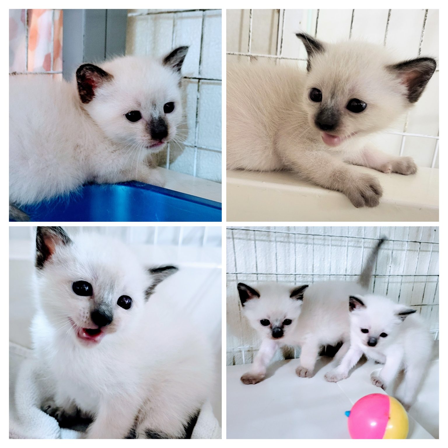 Our Kittens - Country Loven Siamese Balinese