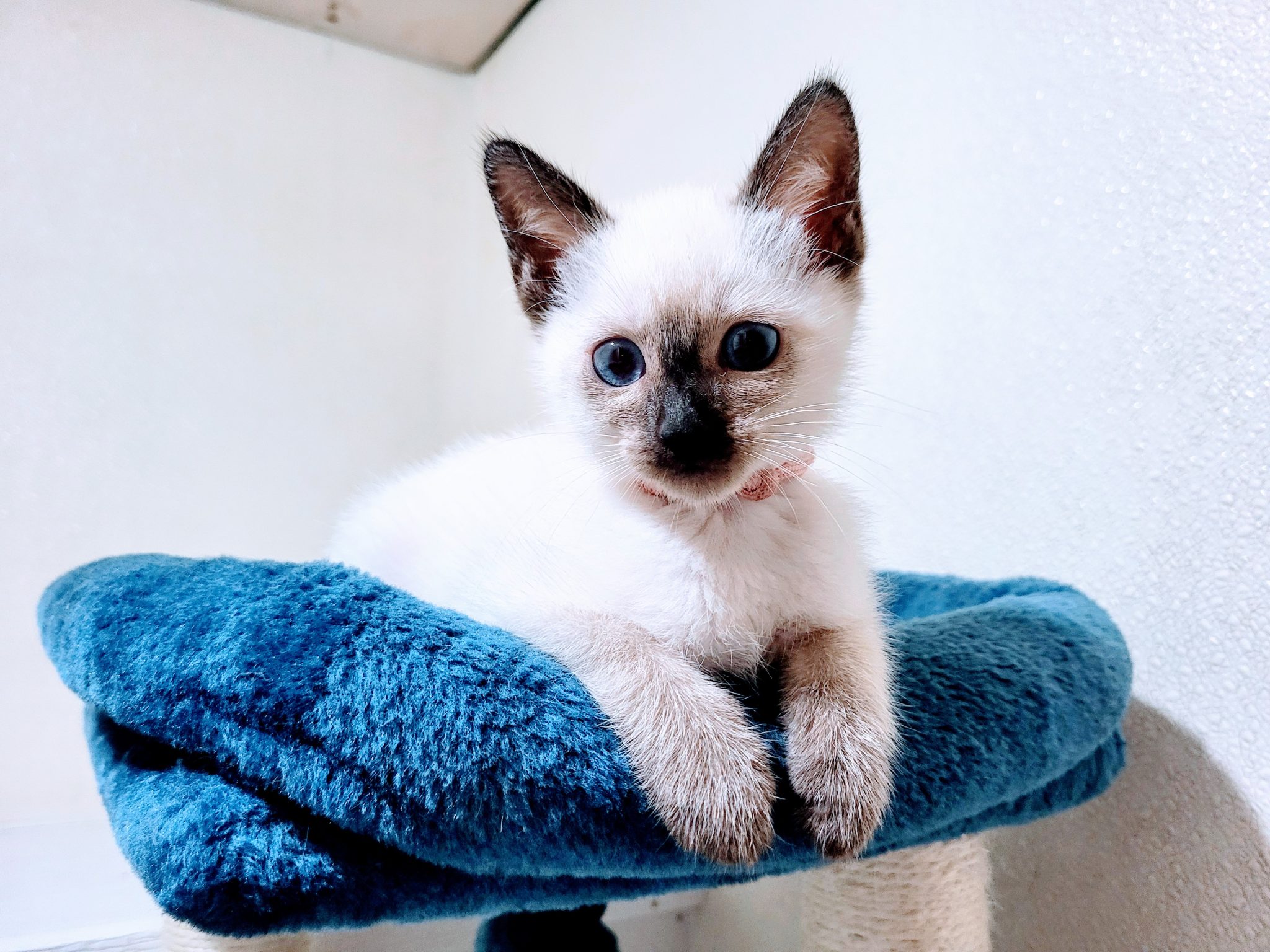 Home Page - Country Loven Siamese Balinese